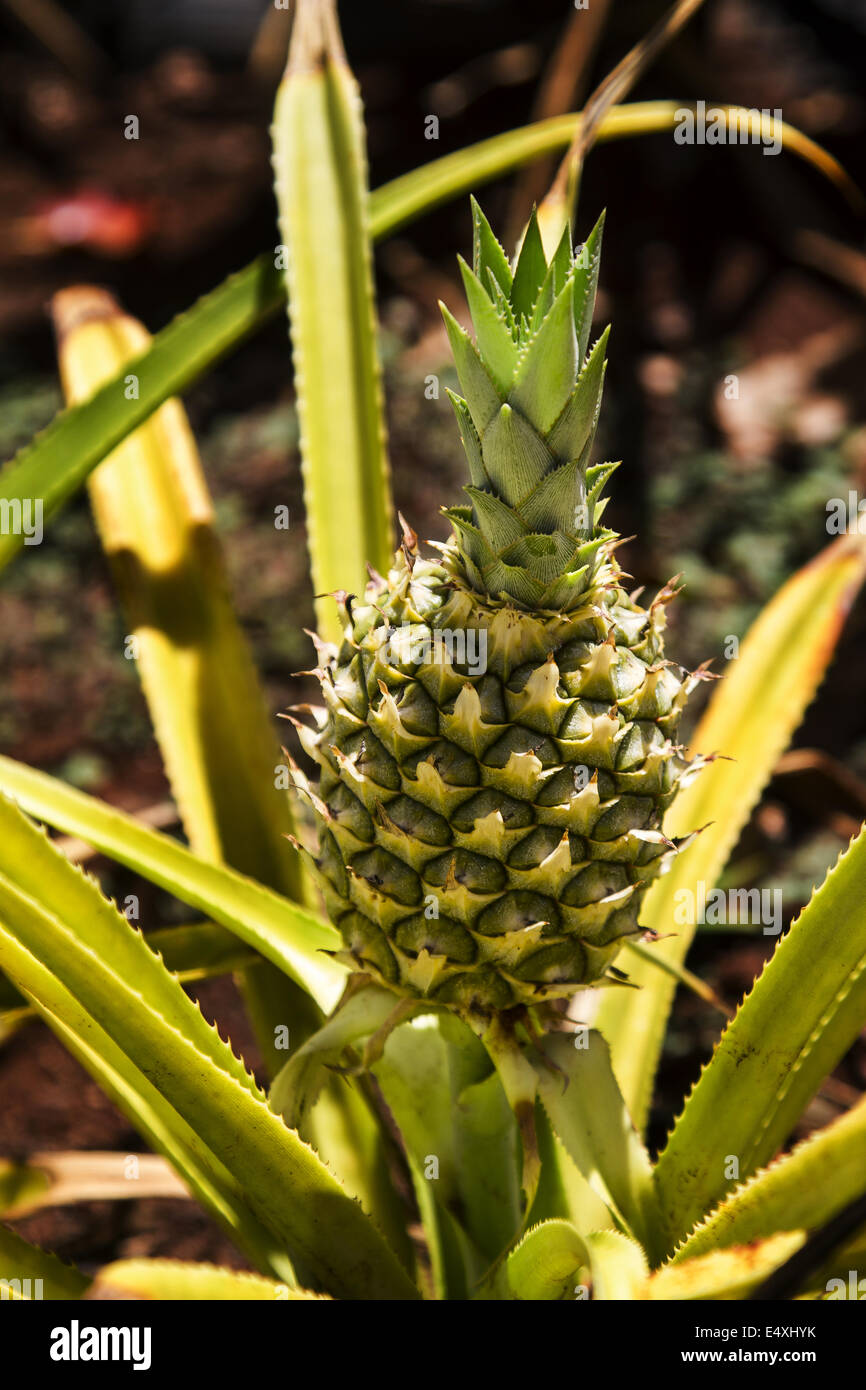 Ananas growing hi-res stock photography and images - Alamy