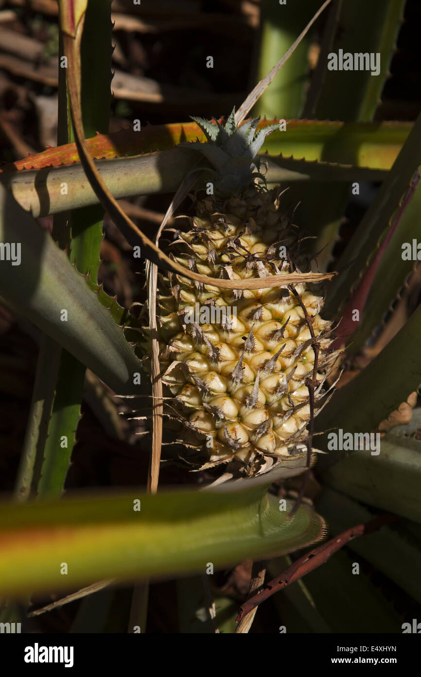 Pineapple cactus hi-res stock photography and images - Alamy