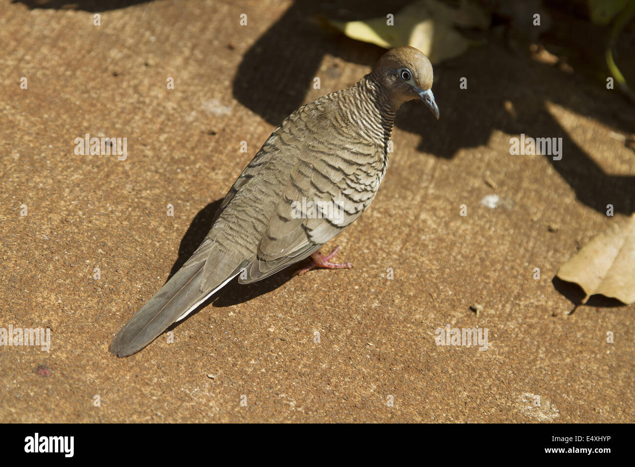 Feathered dove hi-res stock photography and images - Alamy