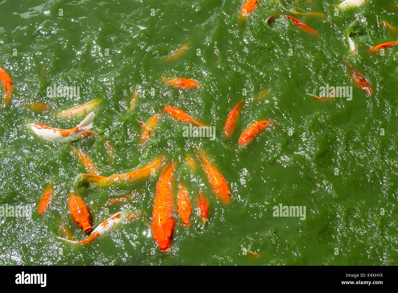 Green carp fish hi-res stock photography and images - Alamy