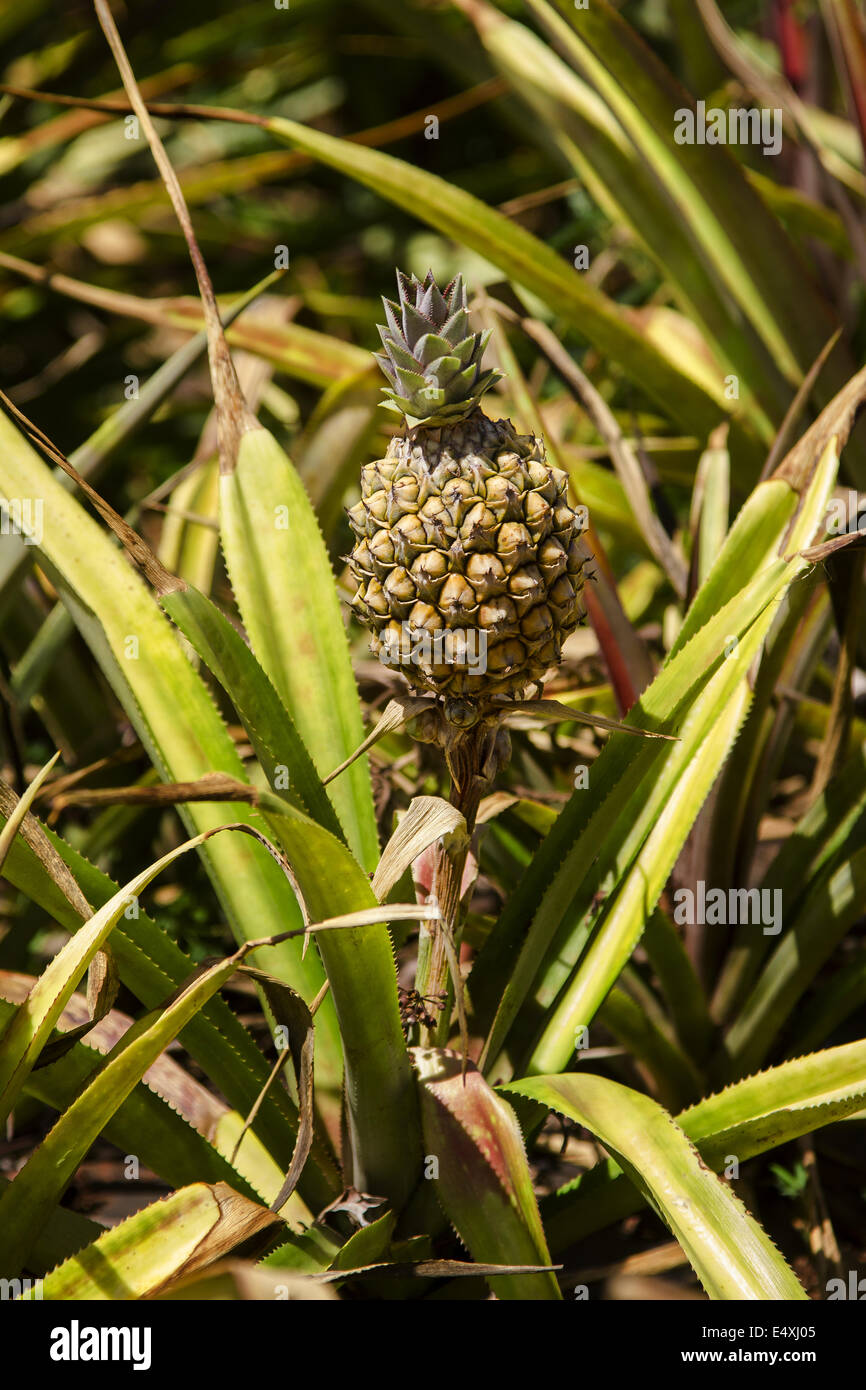 Pineapple cactus hi-res stock photography and images - Alamy