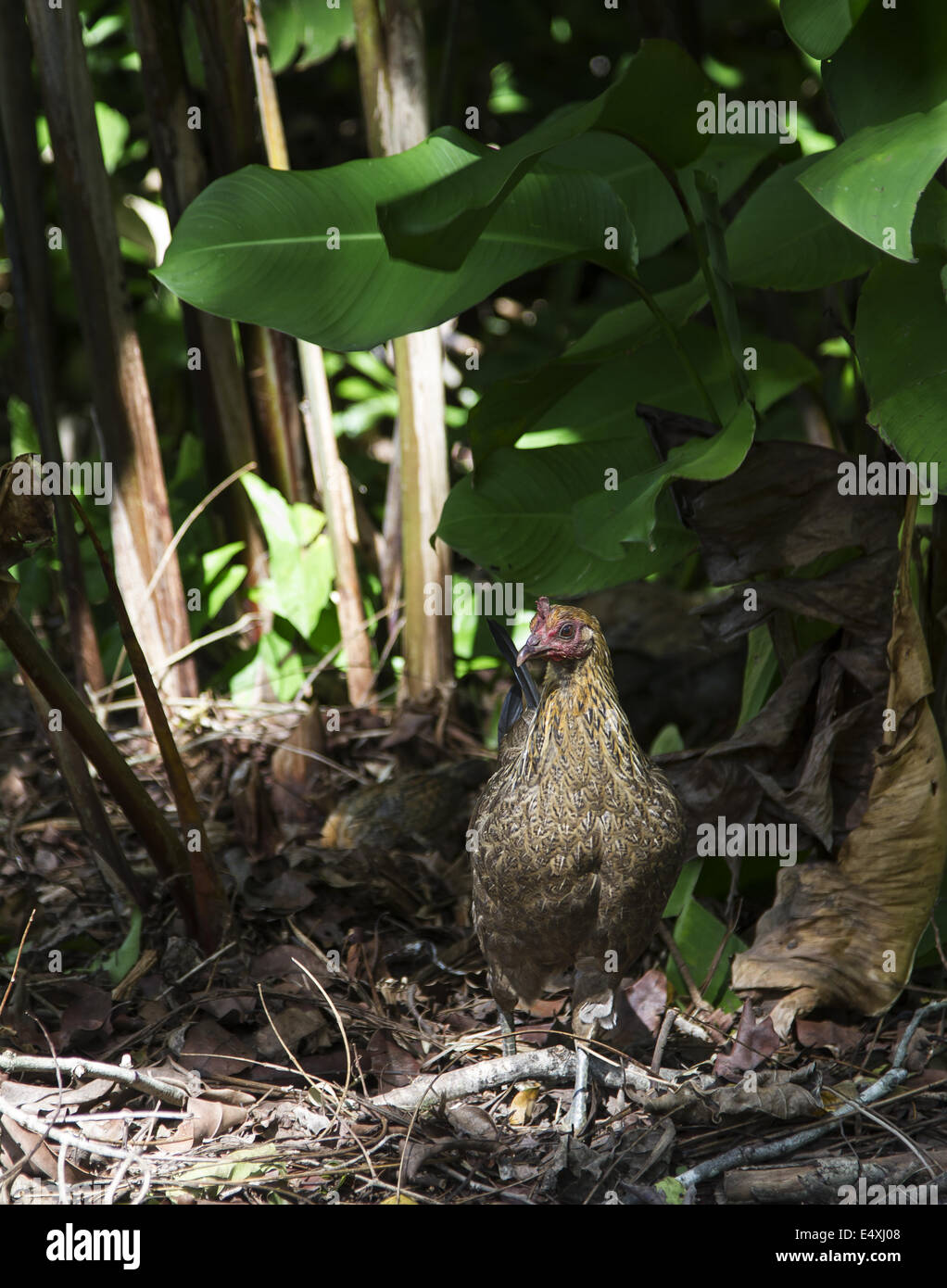 Wild rooster hi-res stock photography and images - Alamy