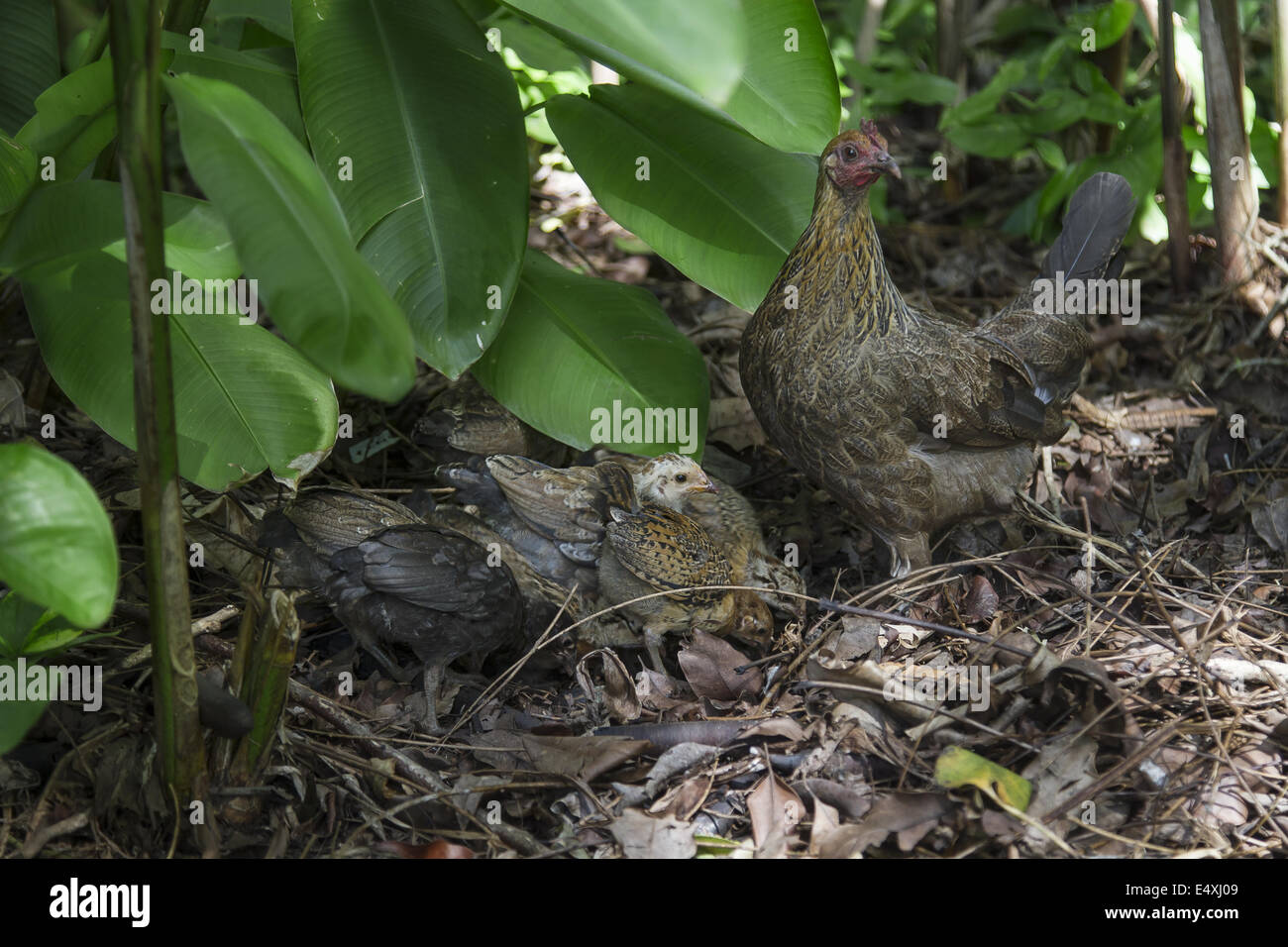Family chicken hi-res stock photography and images - Alamy
