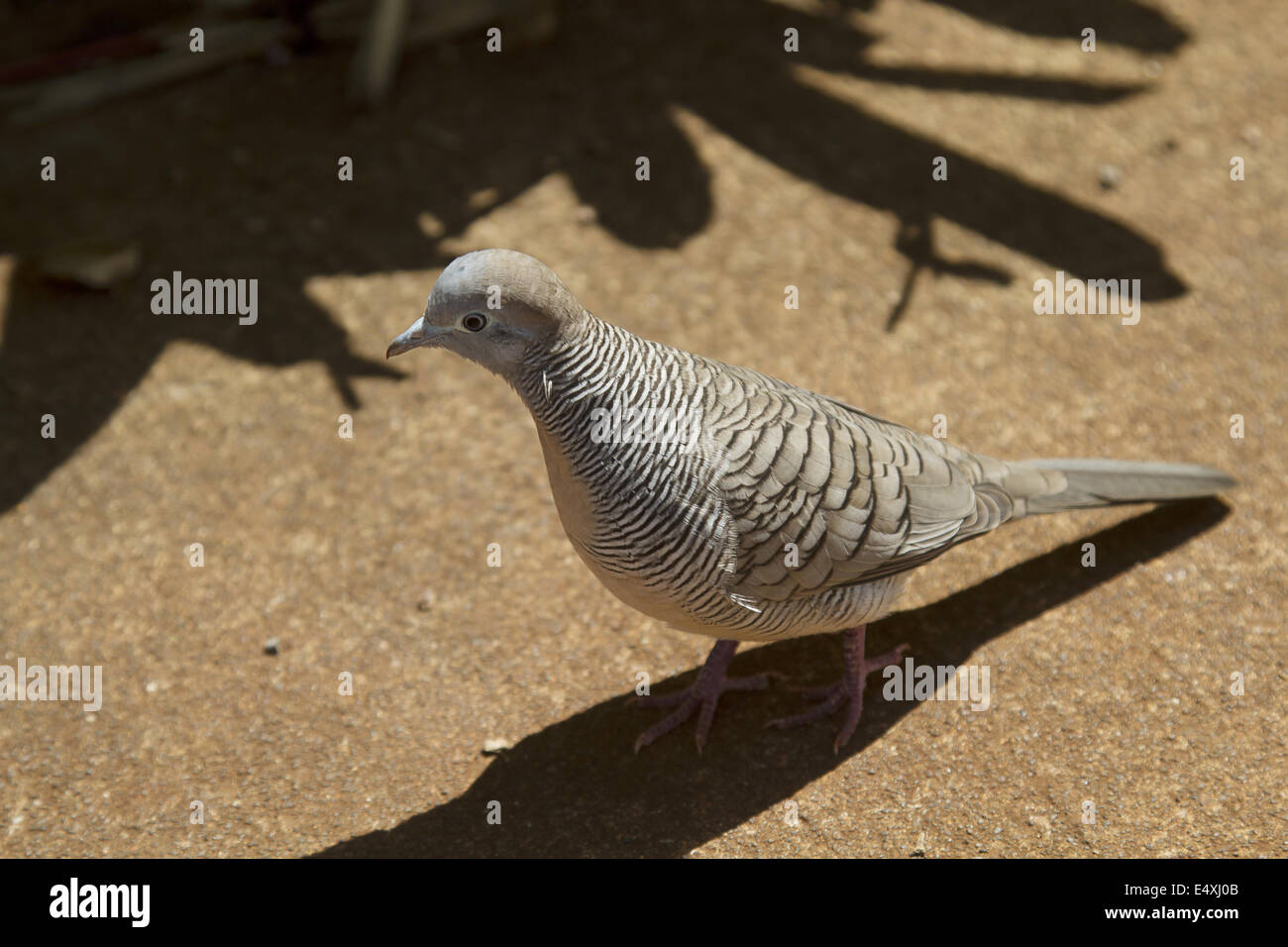 Tame dove hi-res stock photography and images - Alamy
