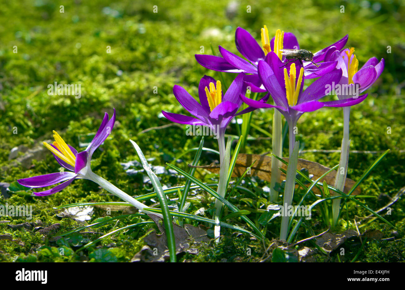 Crocus cultivars hi-res stock photography and images - Alamy