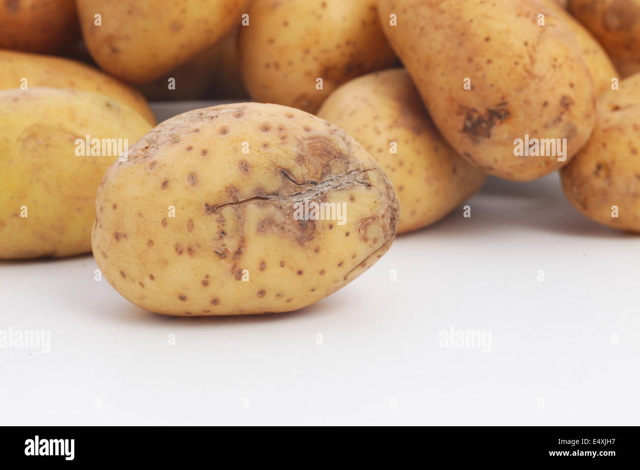 Potato damaged during harvesting Stock Photo - Alamy