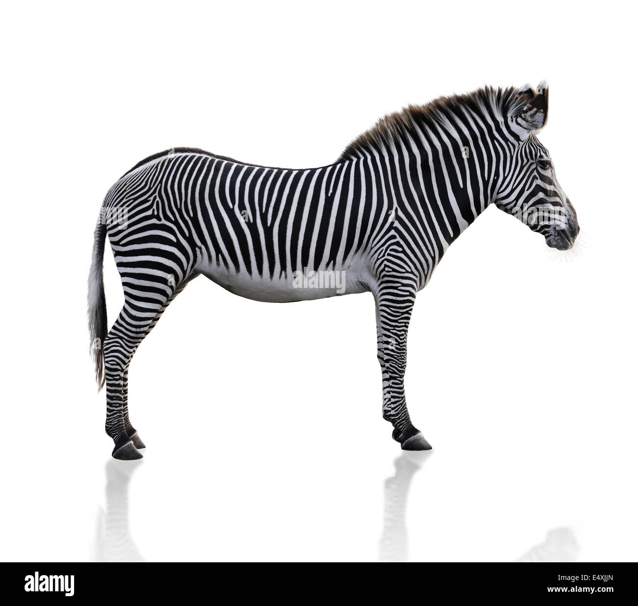 Zebra Cut Out Stock Images & Pictures - Alamy