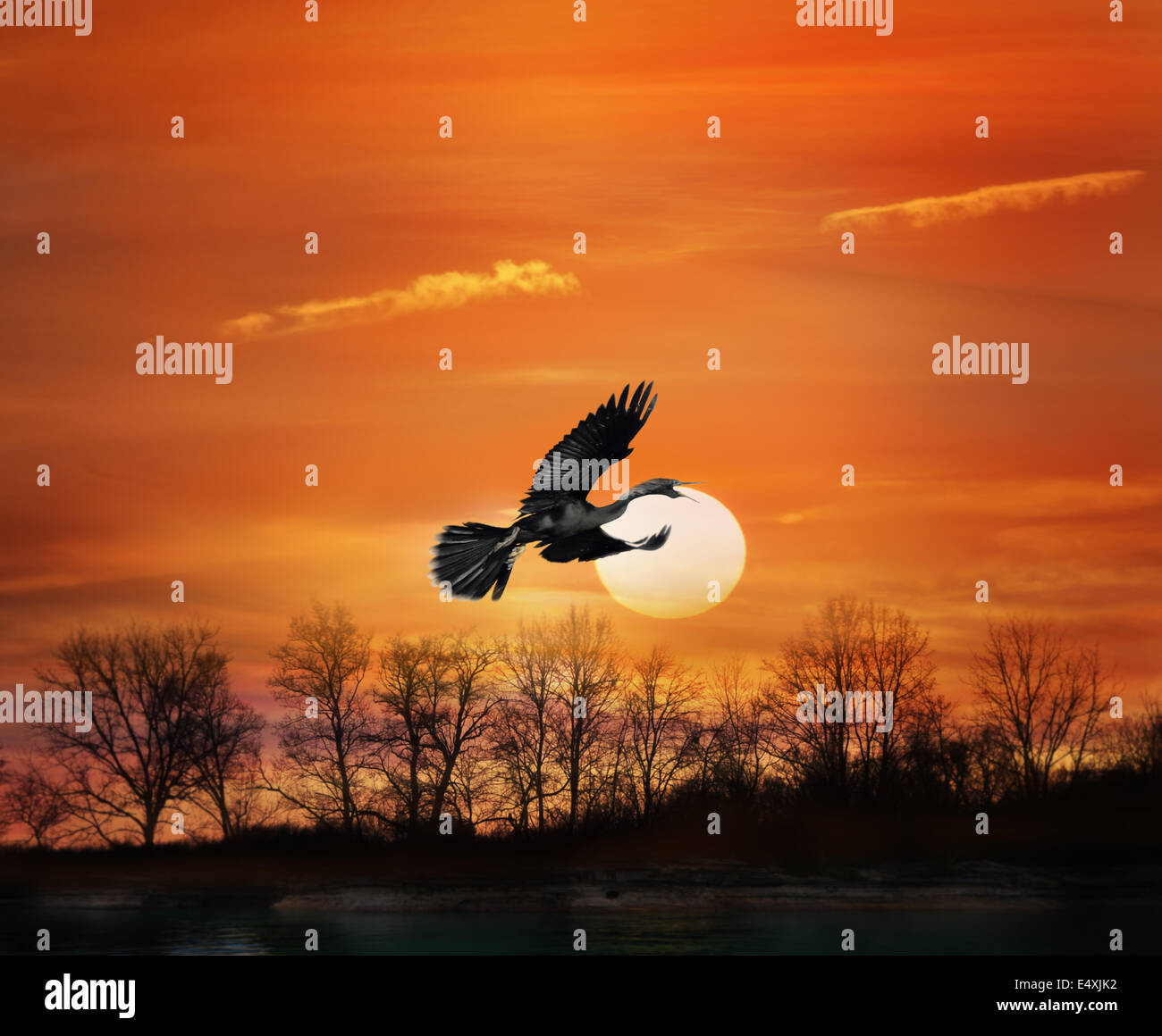Bird At Sunset Stock Photo - Alamy