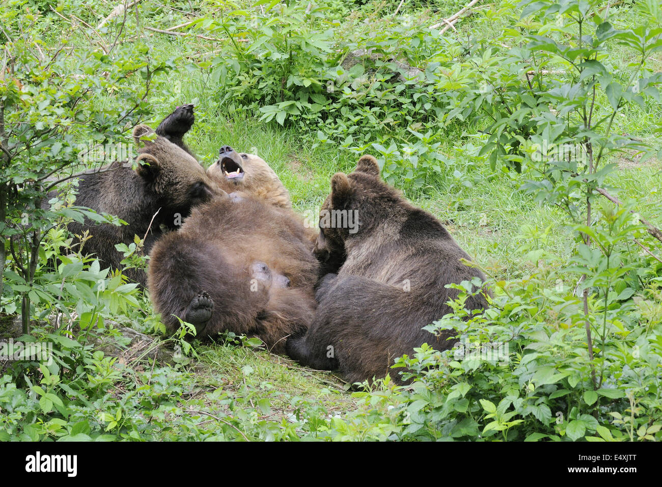European brown baer Stock Photo - Alamy