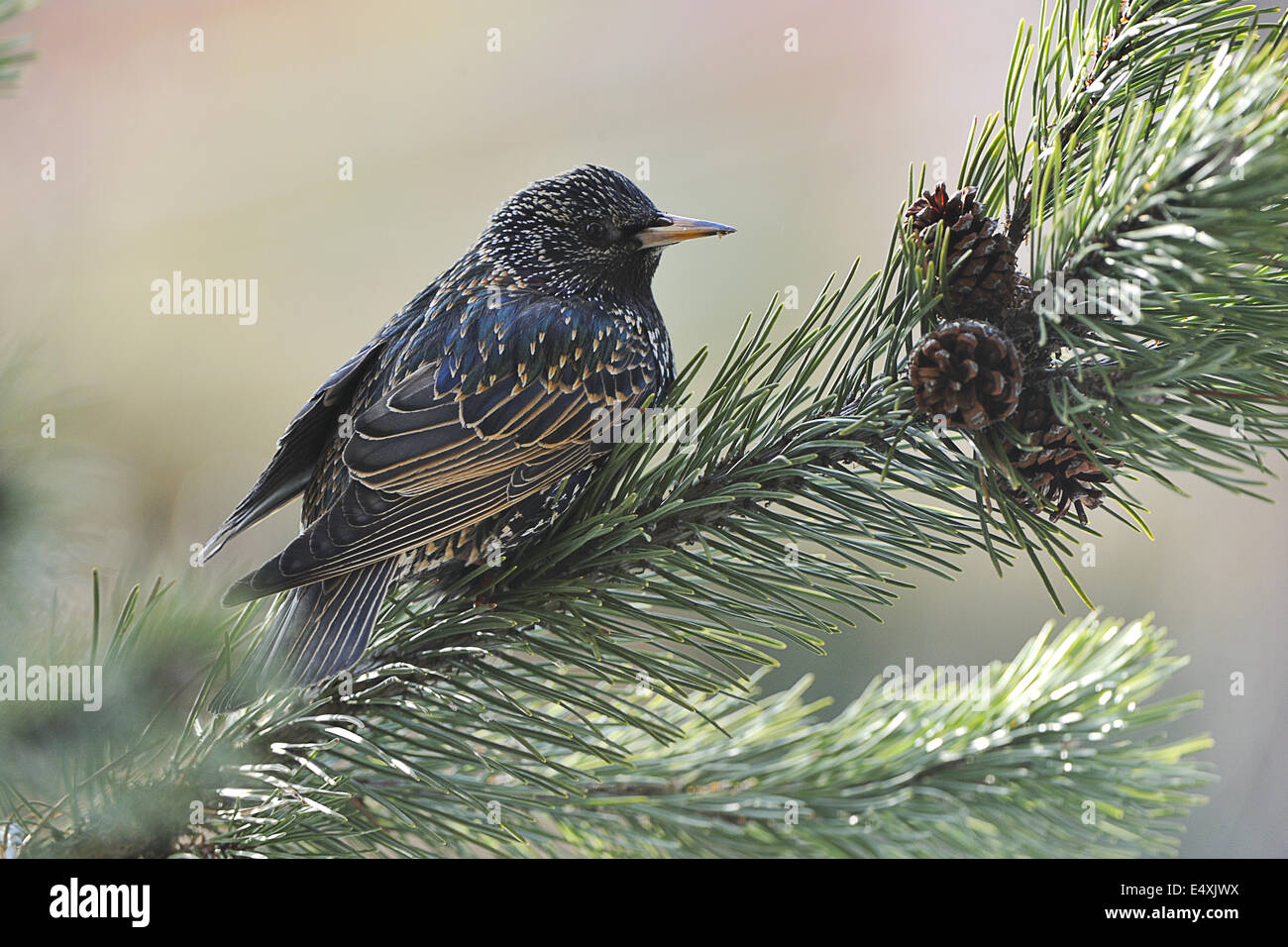 Common starling hi-res stock photography and images - Alamy