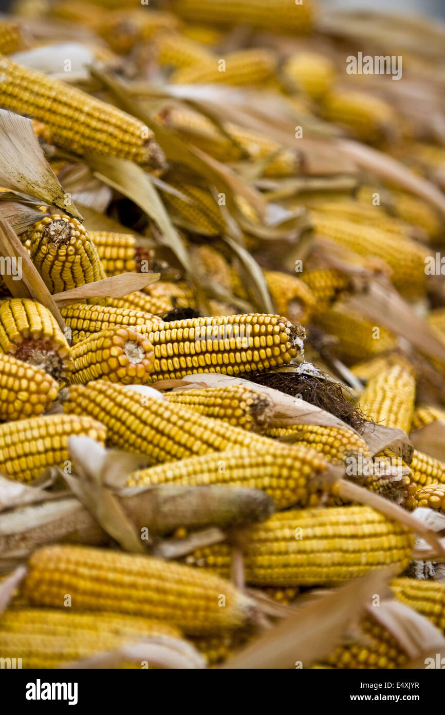 Corn photos hi-res stock photography and images - Alamy