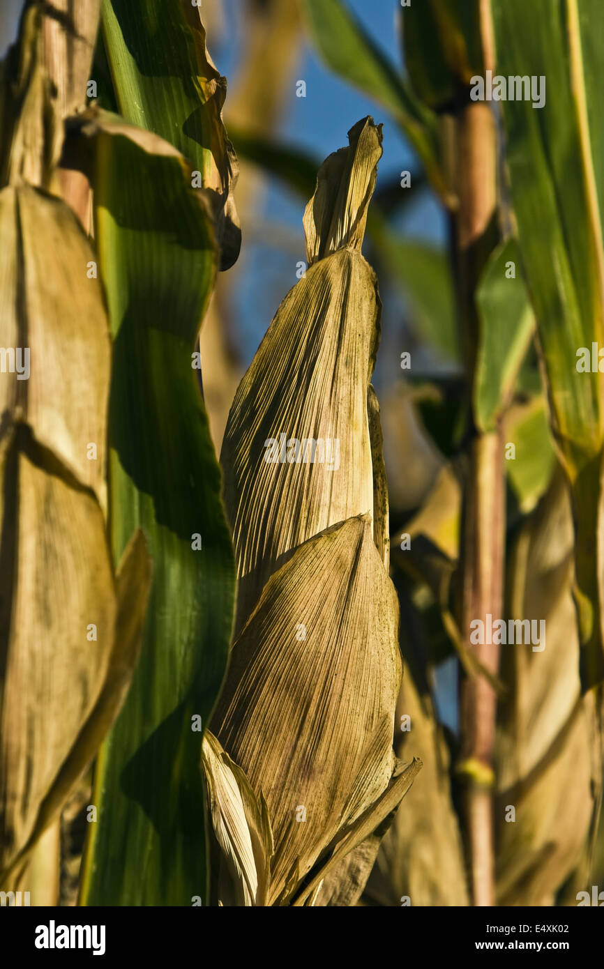 Leaves of corn Stock Photo - Alamy