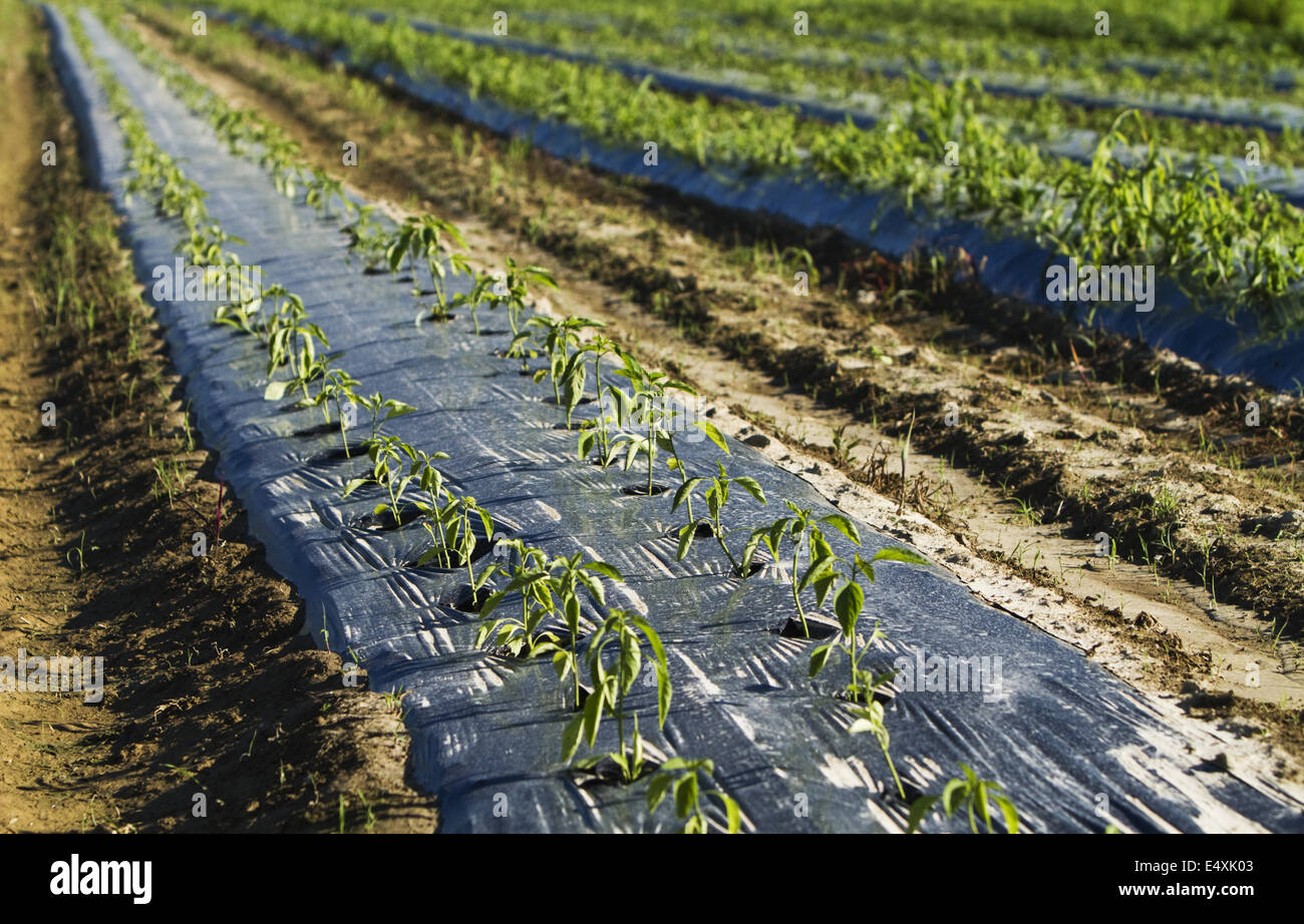 pepper plant field Stock Photo - Alamy