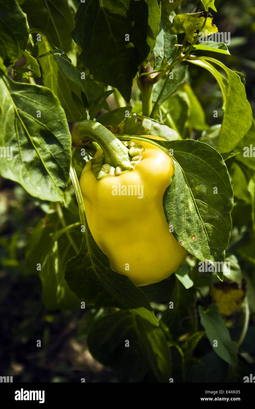 Capsicum also called paprika Stock Photo - Alamy