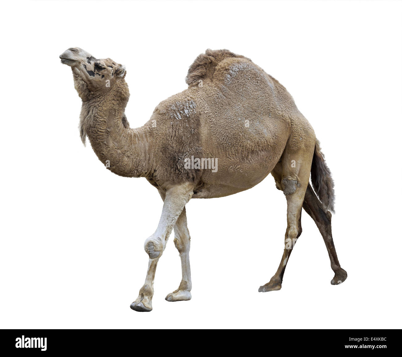 Camel Cut Out Stock Images & Pictures - Alamy