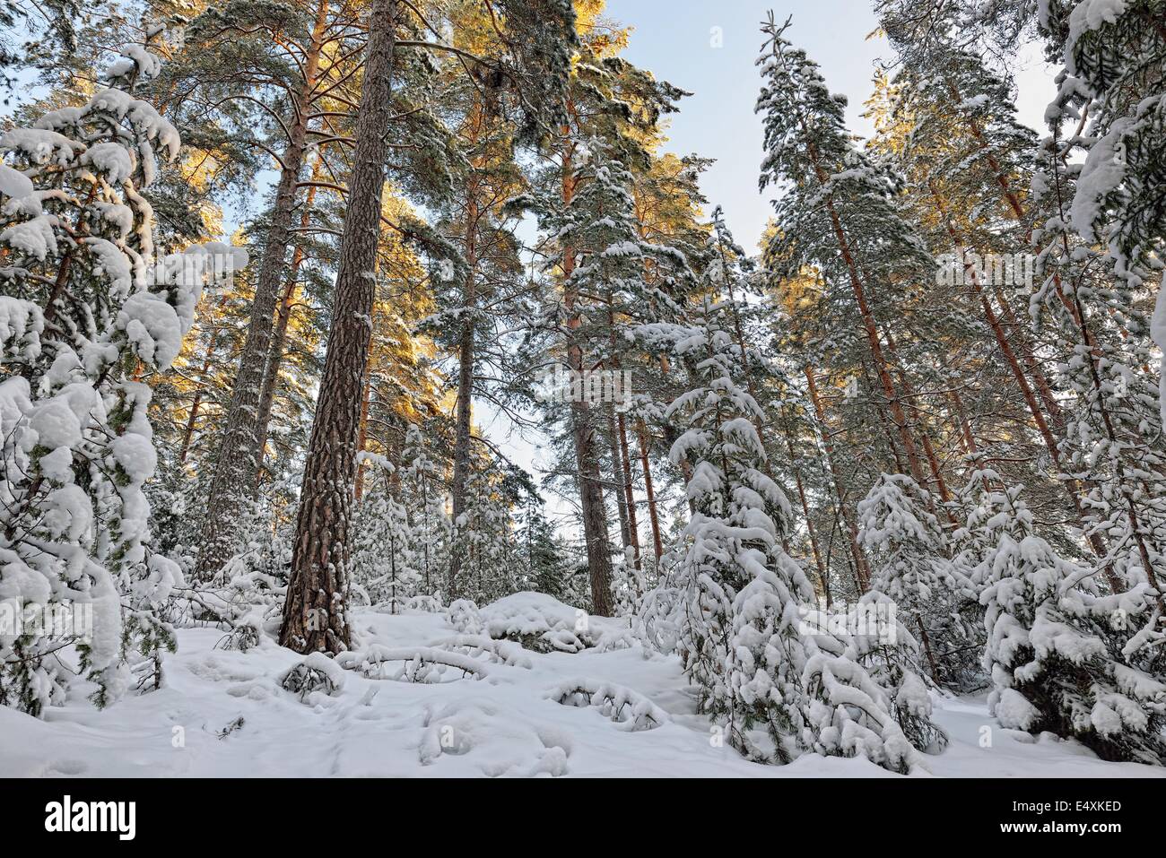 Sunny forest landscape hi-res stock photography and images - Alamy