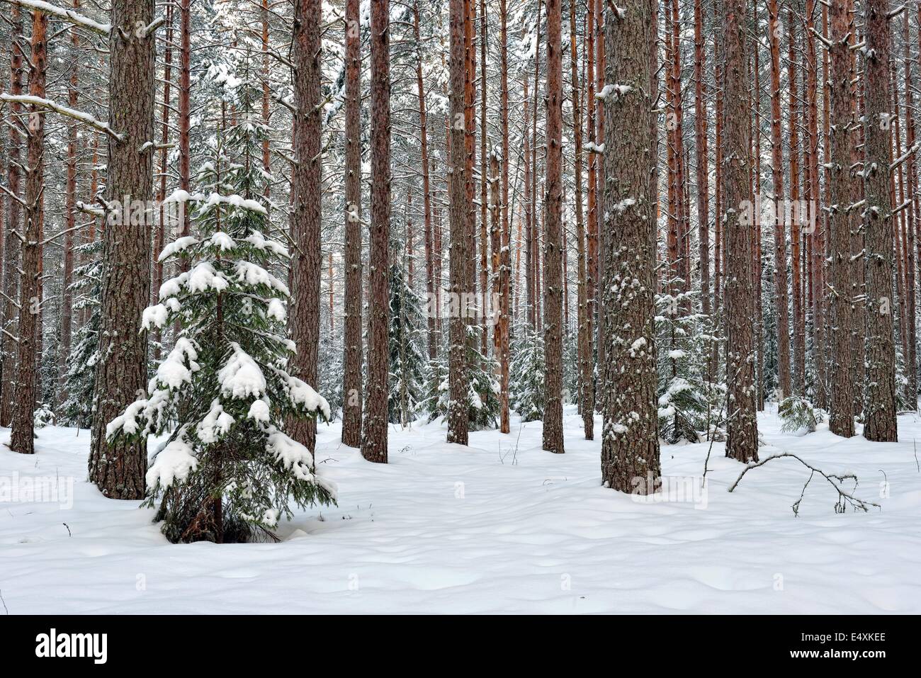 Winter forest landscape Stock Photo - Alamy