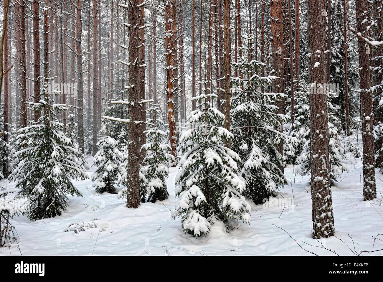 Winter forest landscape Stock Photo - Alamy