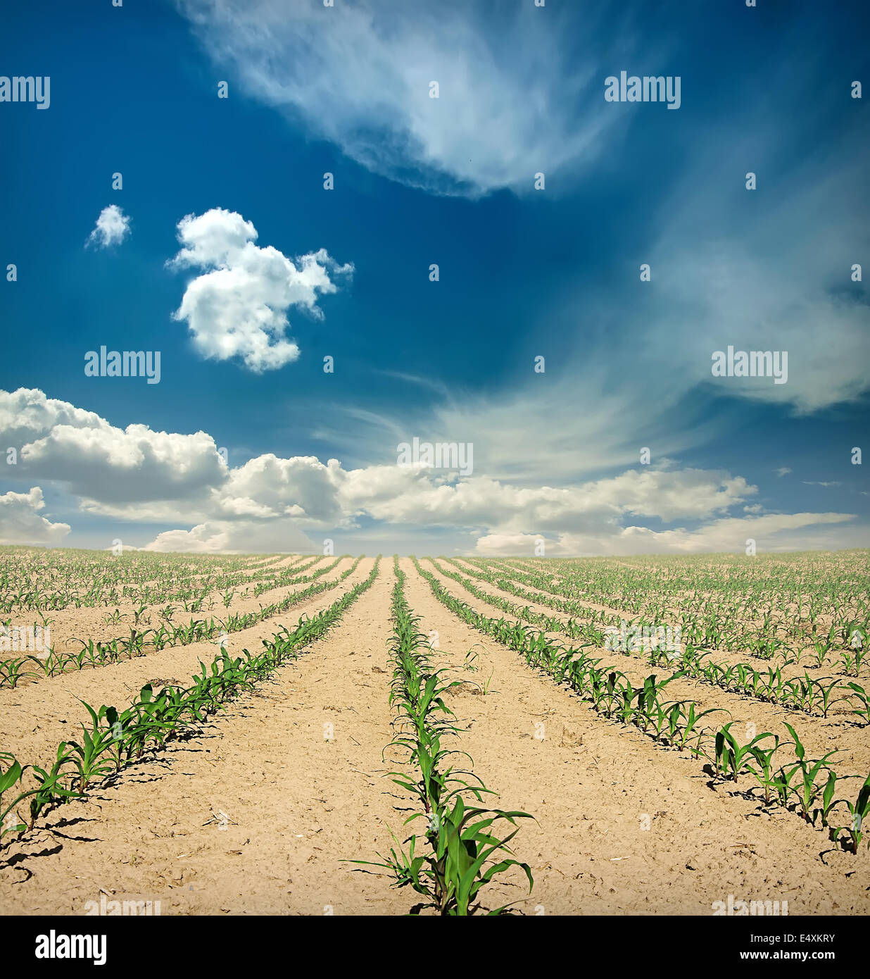 Corn over sky hi-res stock photography and images - Alamy