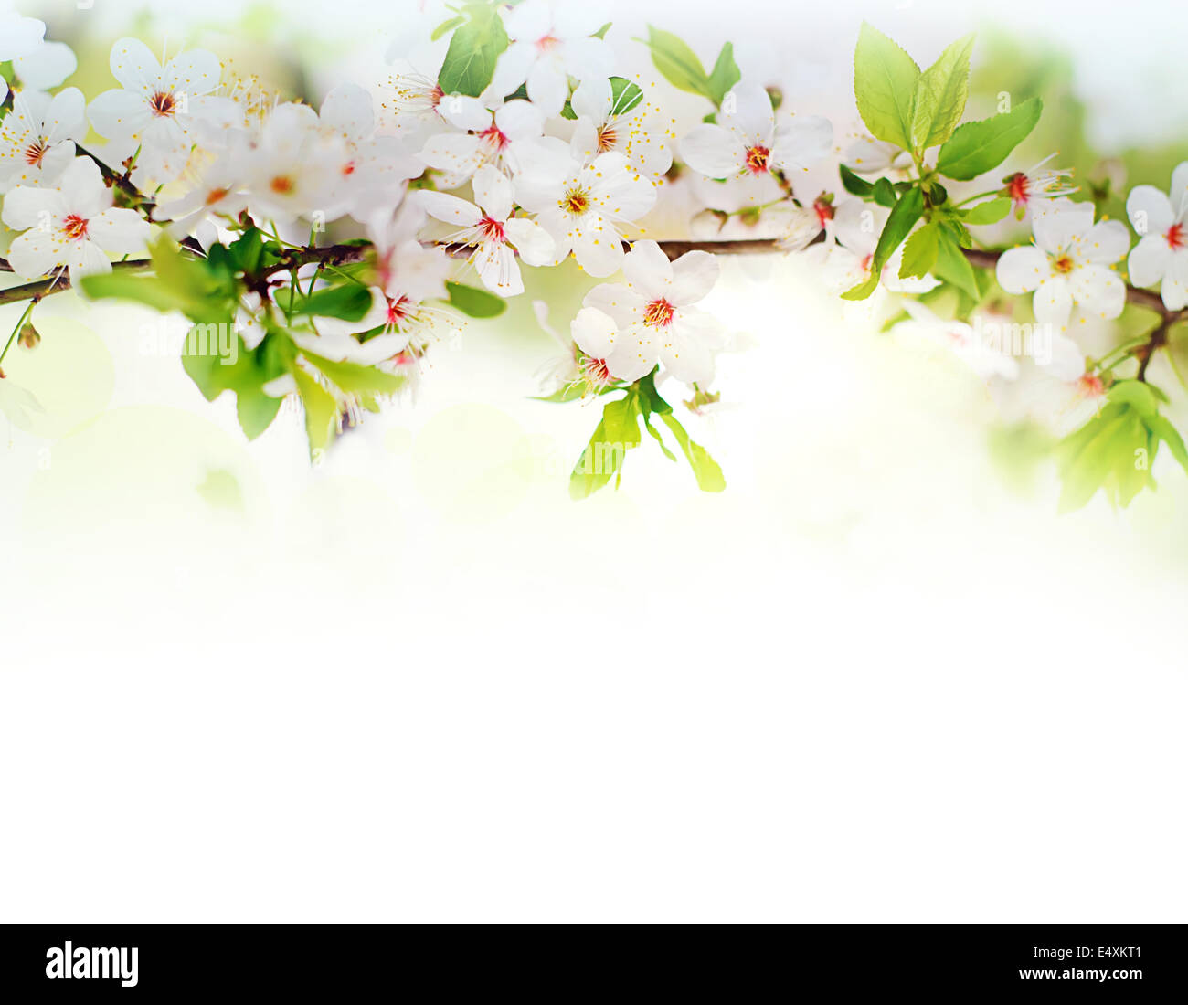 Spring growth on tree hi-res stock photography and images - Alamy
