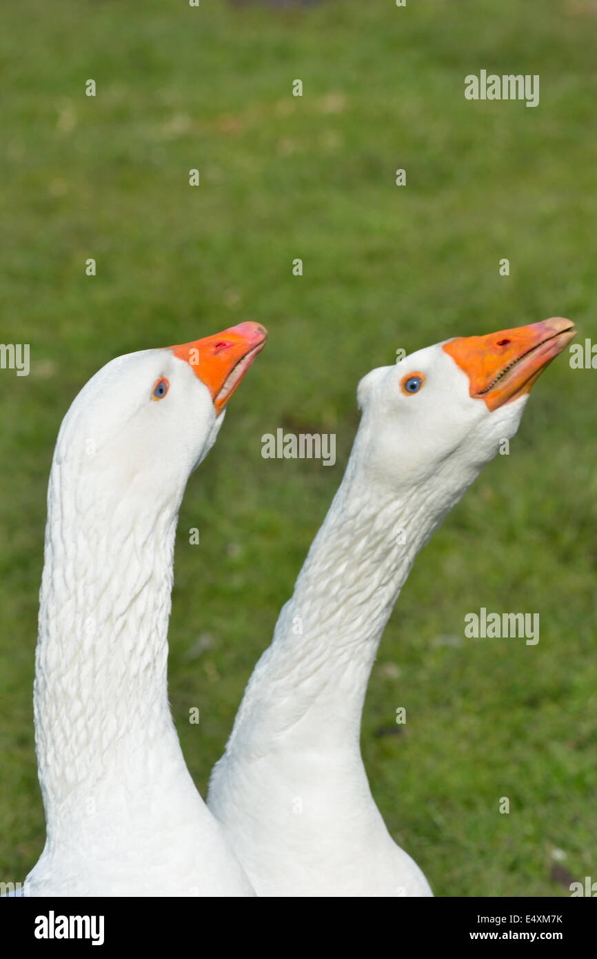 Curious geese hi-res stock photography and images - Alamy