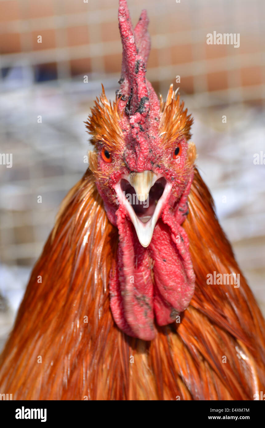 Hen with open mouth Stock Photo - Alamy