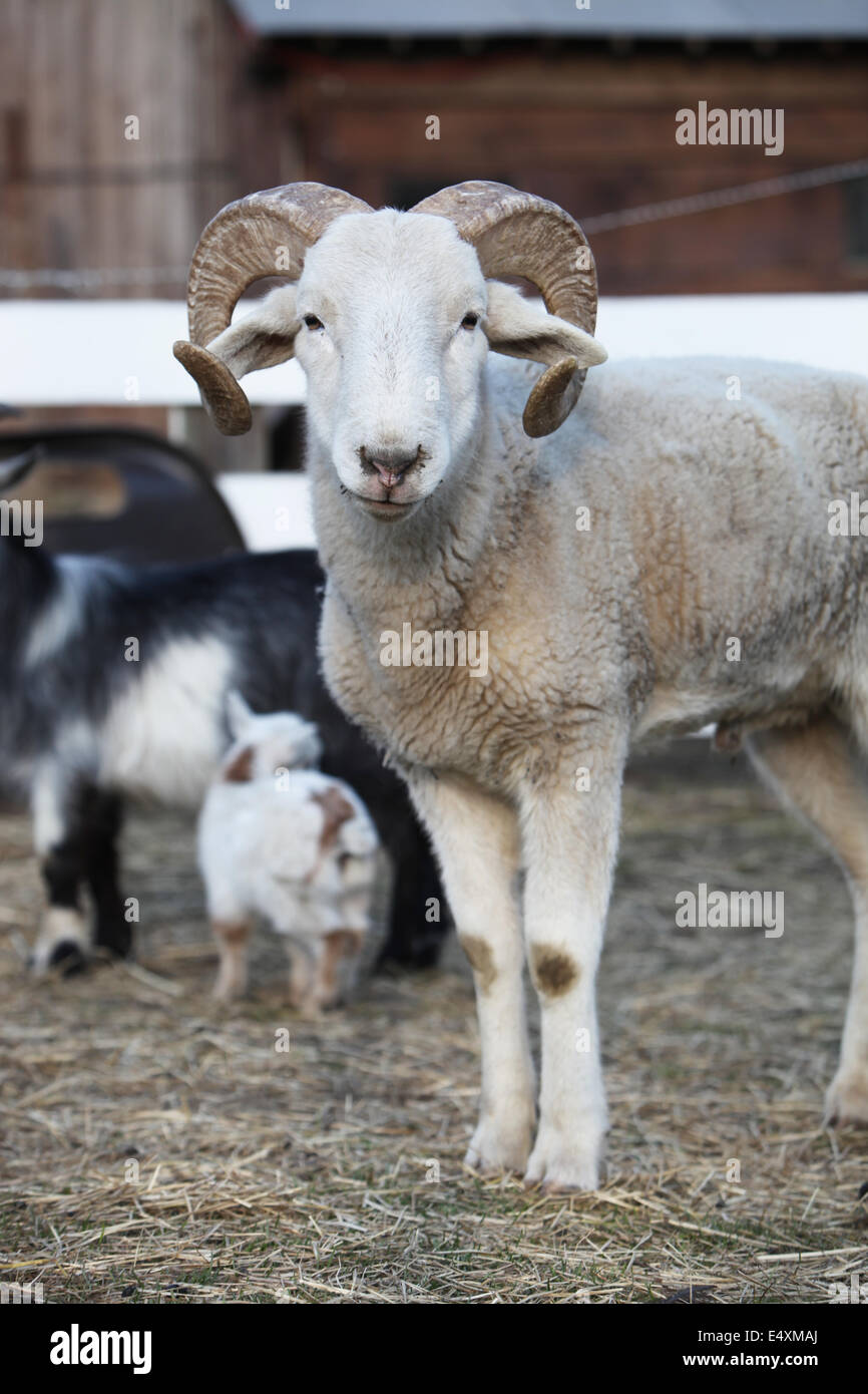 Curly horns sheep hi-res stock photography and images - Alamy