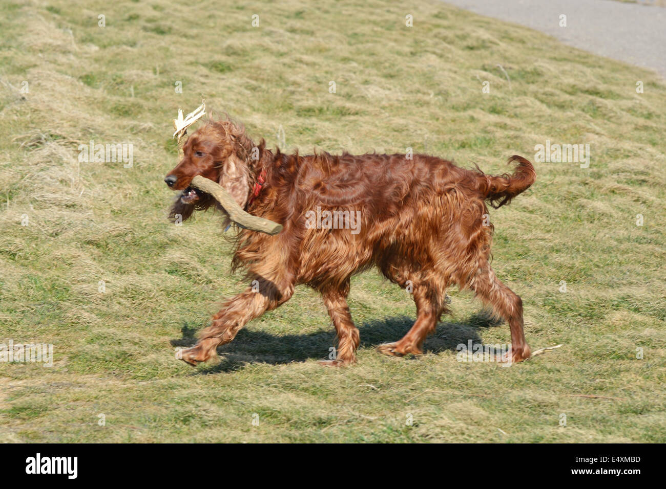 Setter with stick Stock Photo - Alamy