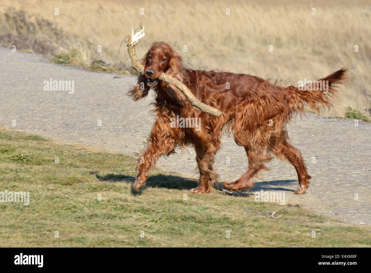 Red setter hi-res stock photography and images - Alamy