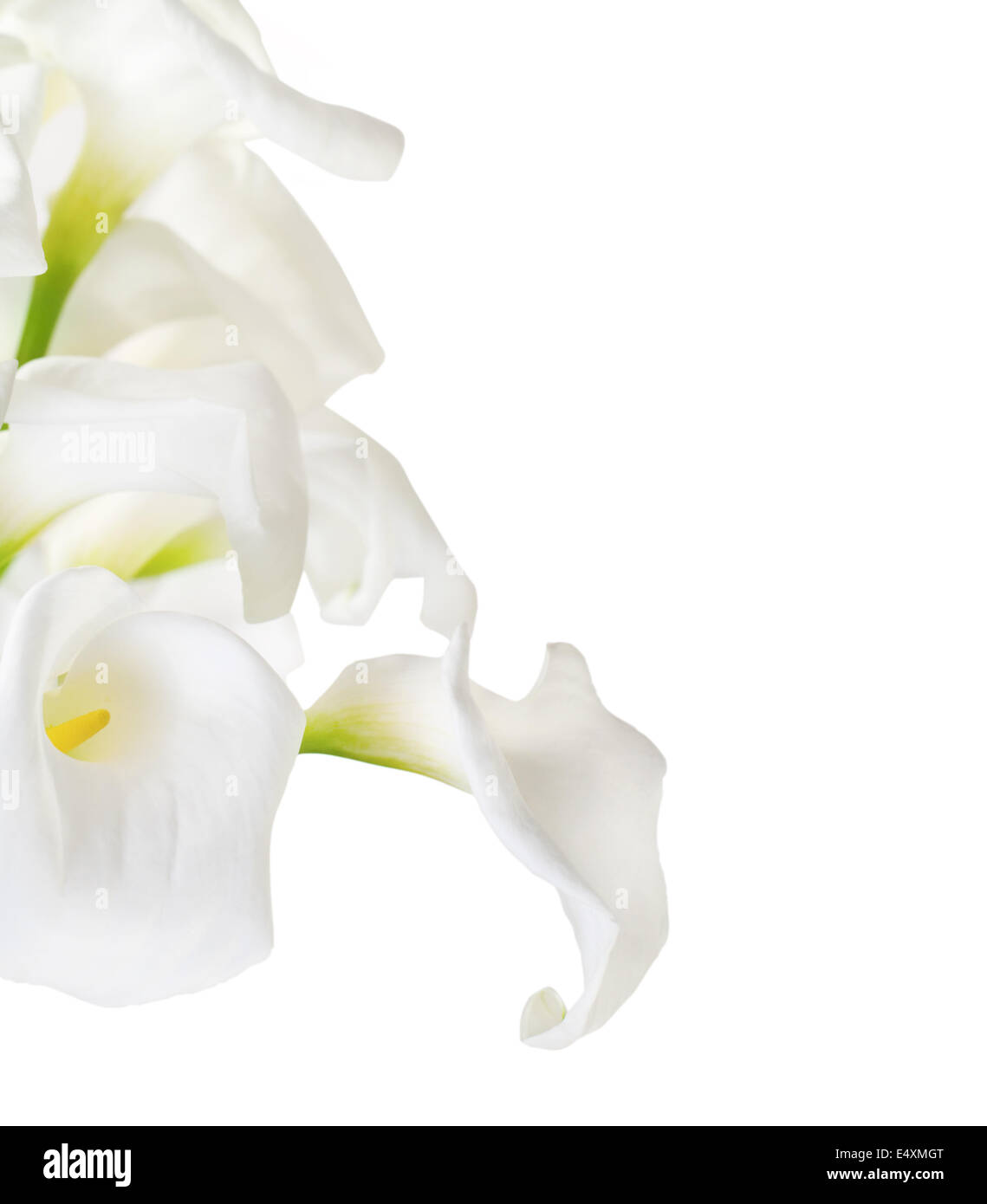 Bunch of Cala Lilies Stock Photo - Alamy