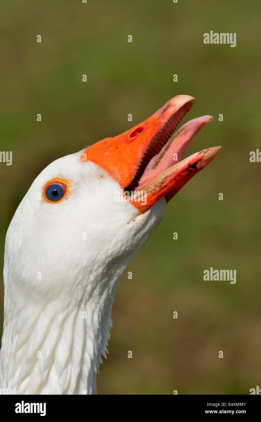 White Goose Head Stock Photo - Alamy