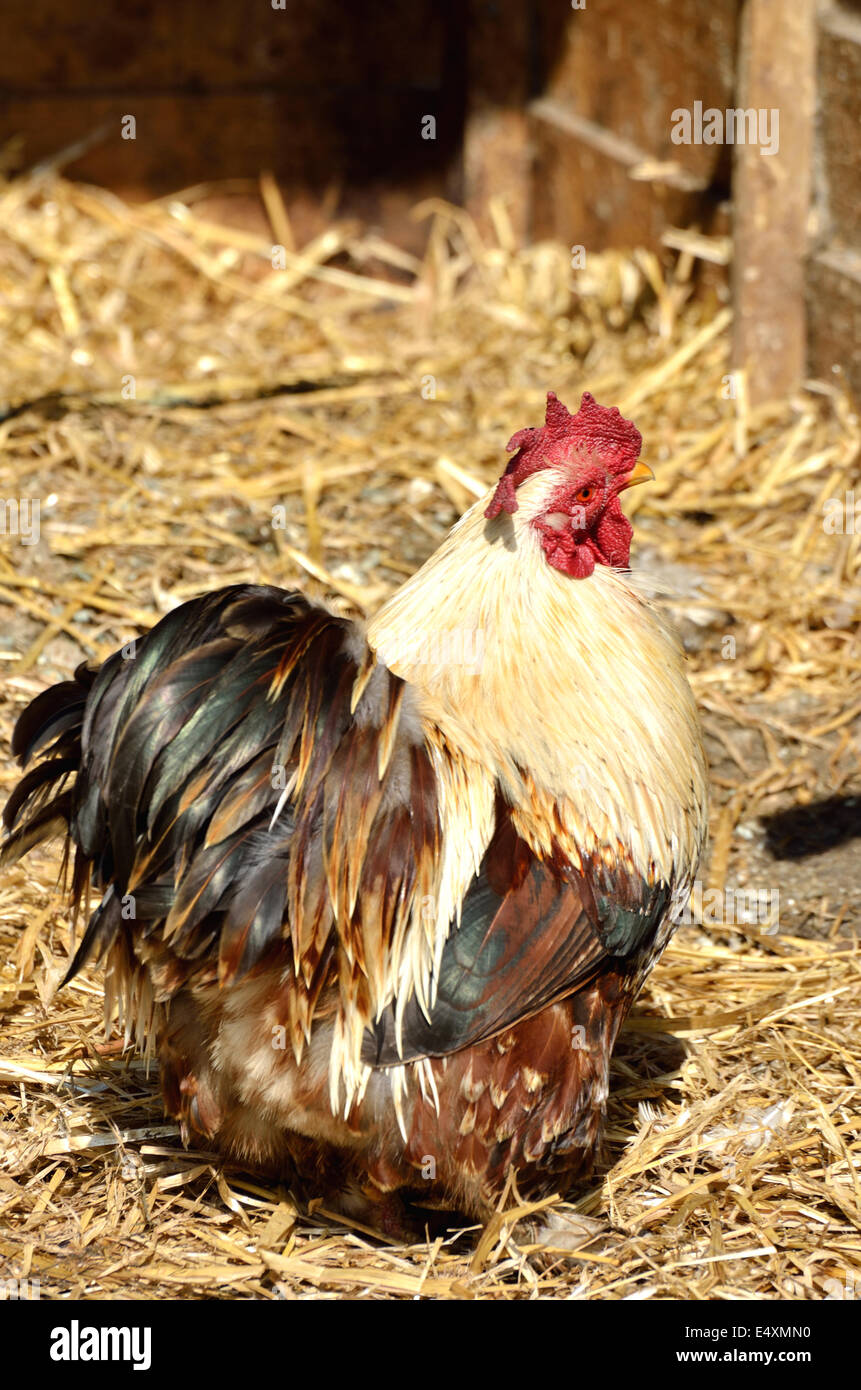 Chicken standing on Straw Stock Photo - Alamy