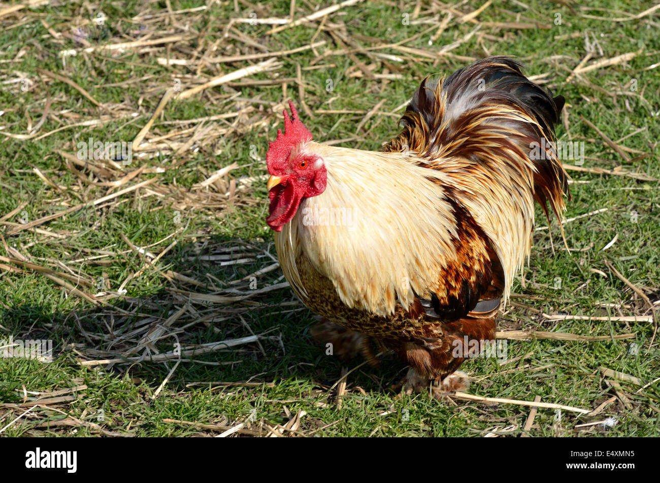 Chicken living outside hi-res stock photography and images - Alamy