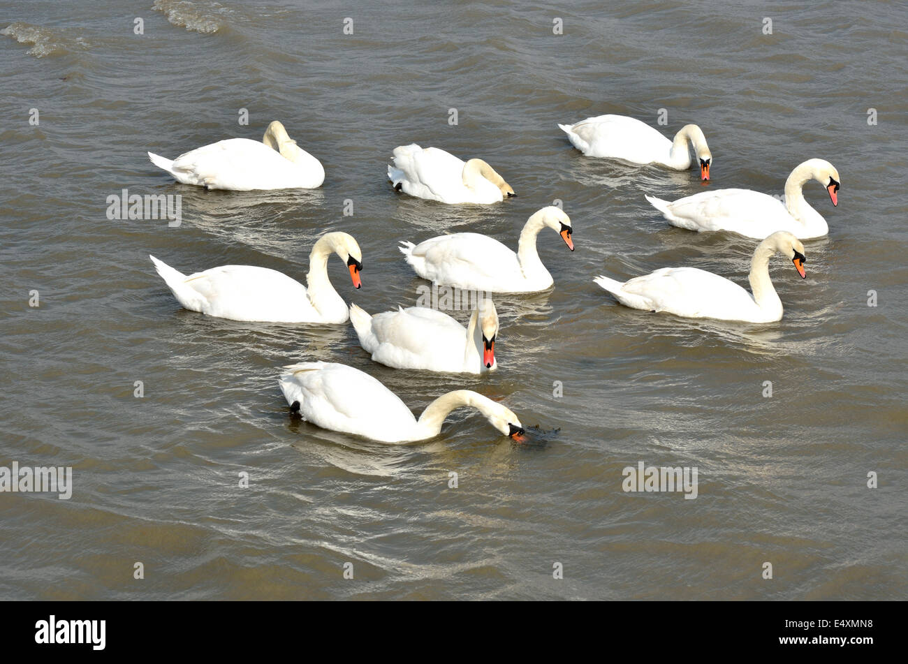 Swans in group Stock Photo - Alamy