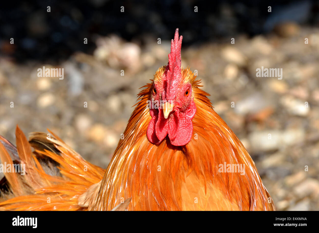 Chicken looking at Camera Stock Photo - Alamy