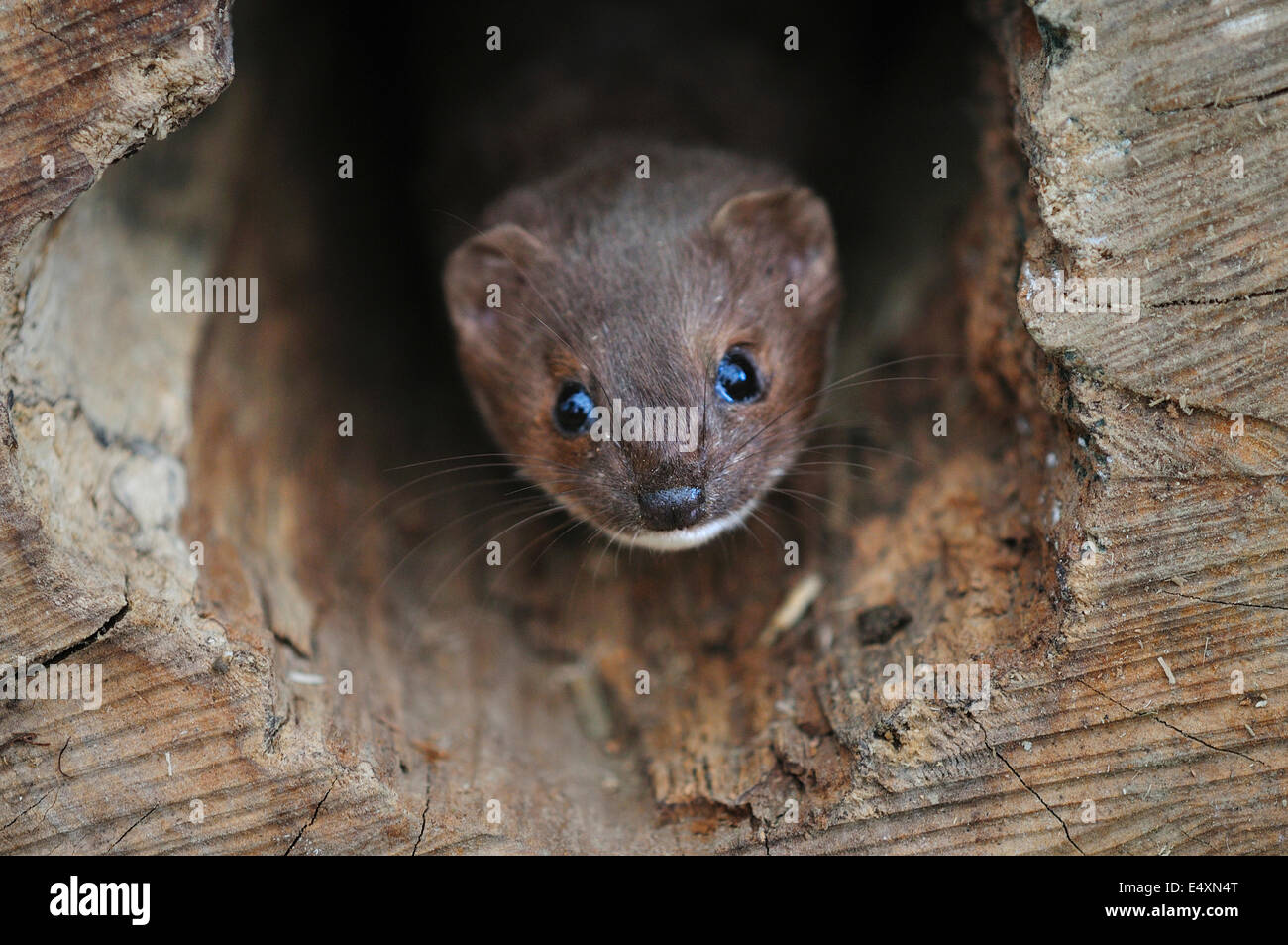Weasel peering out of hollow log Stock Photo - Alamy