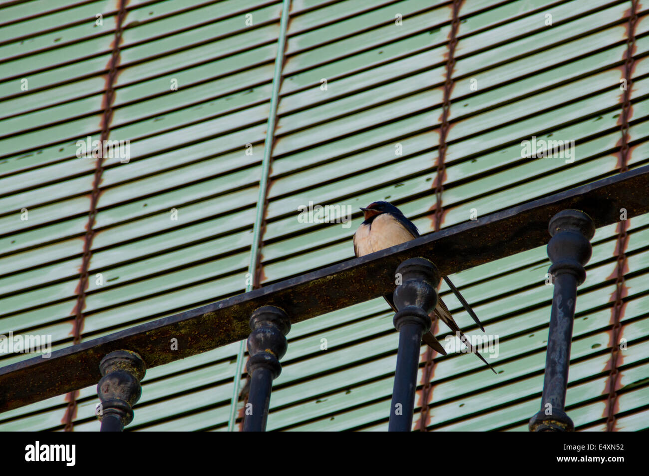 De schwalbe hi-res stock photography and images - Alamy