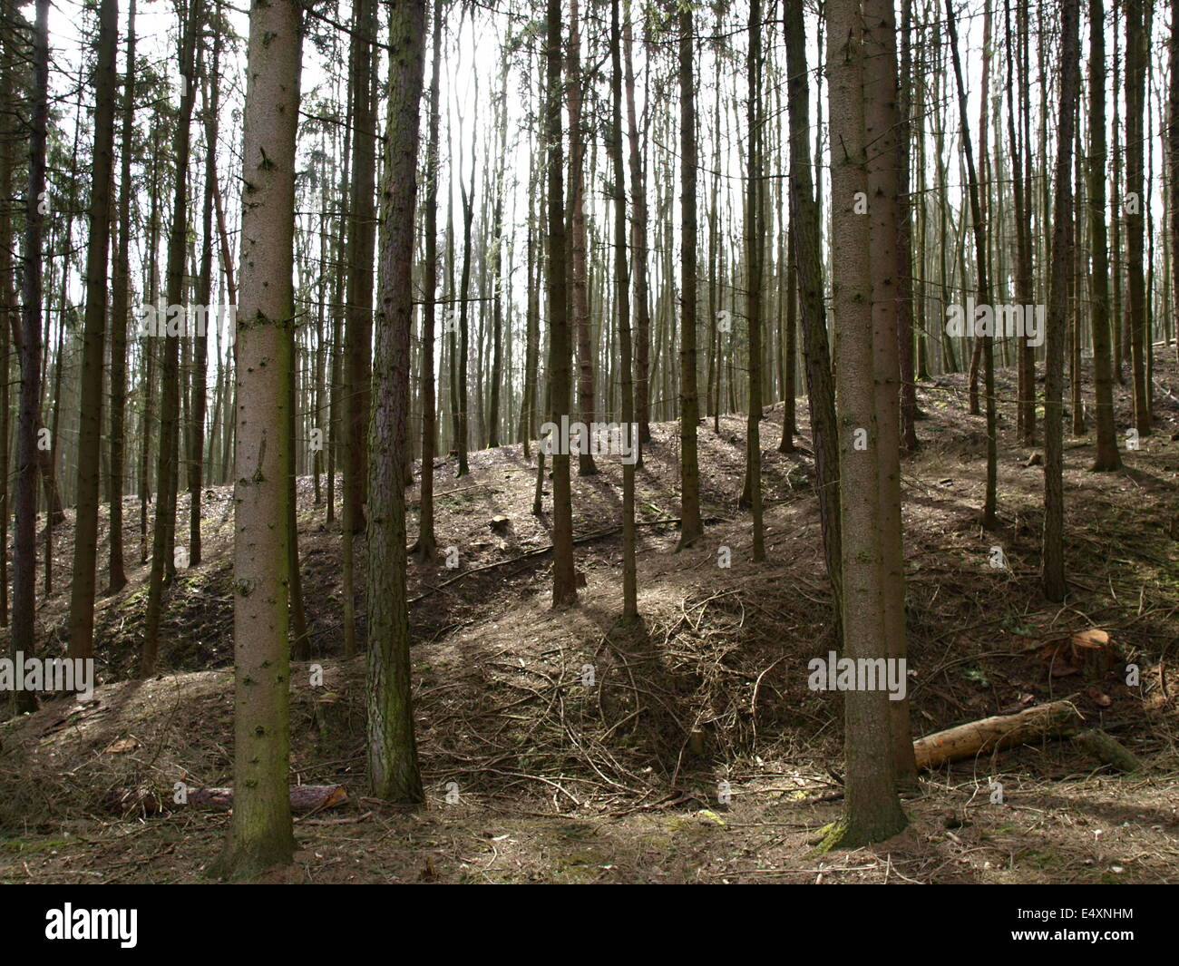 Foret natu hi-res stock photography and images - Alamy