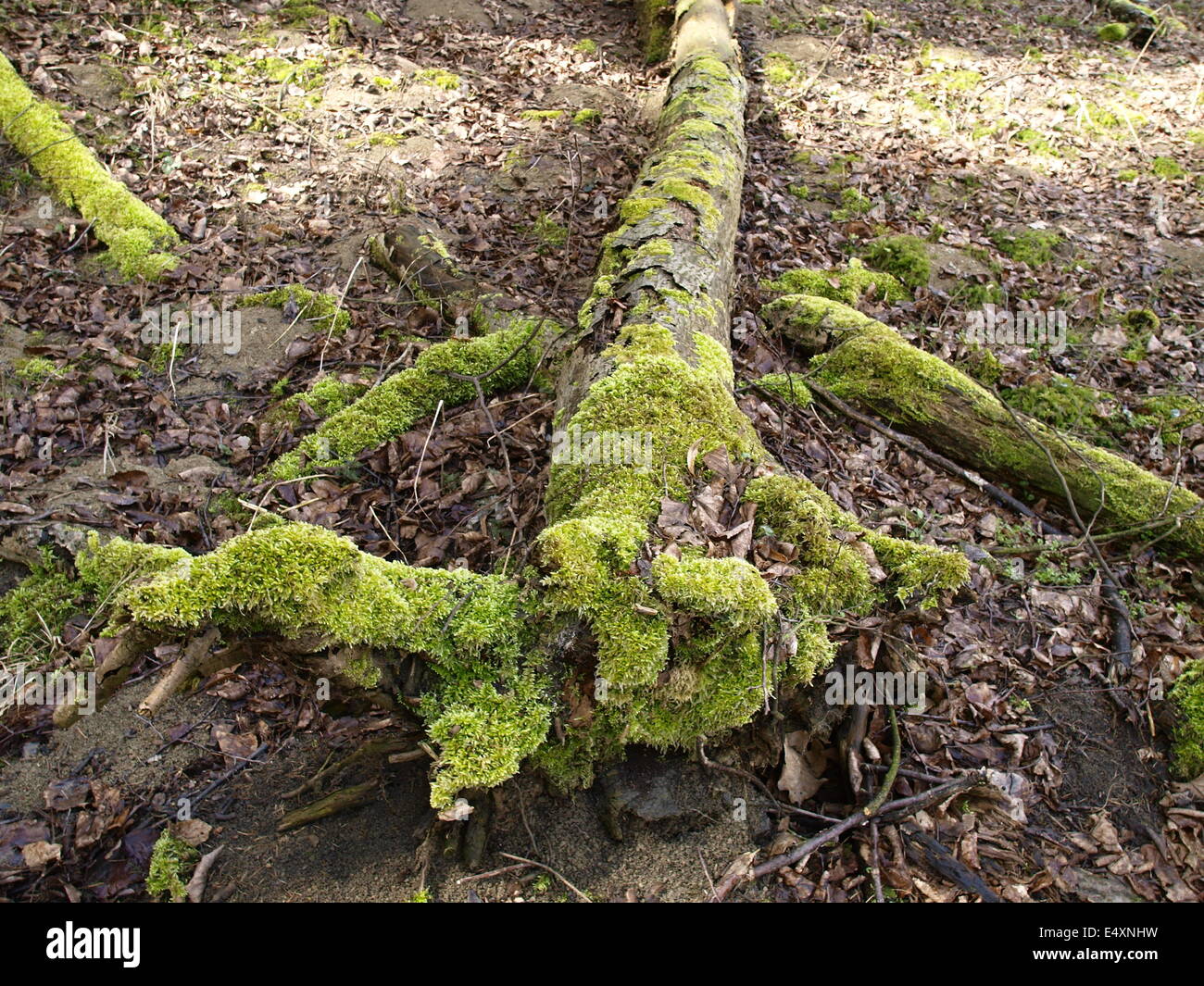 Processus naturel hi-res stock photography and images - Alamy