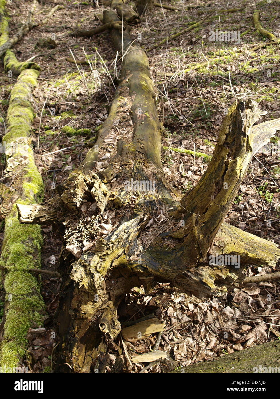 Tleni hi-res stock photography and images - Alamy