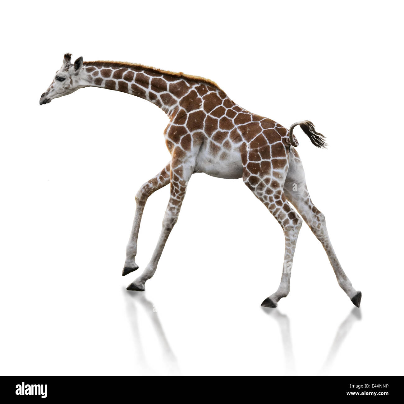 Mammal and young Cut Out Stock Images & Pictures - Alamy