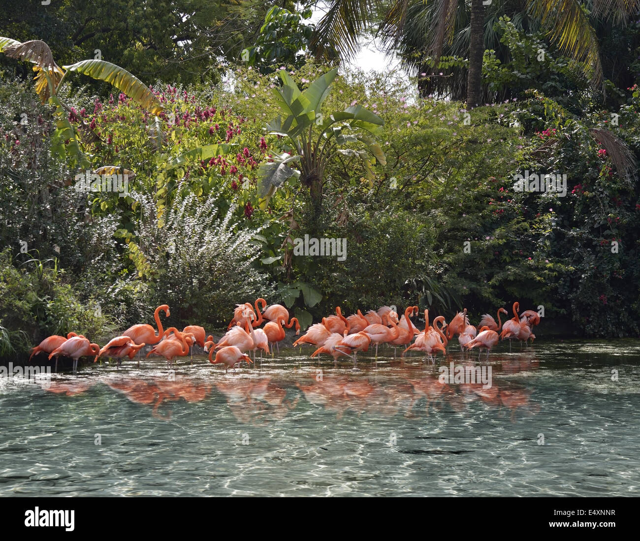 Pink flamingo bush hi-res stock photography and images - Alamy