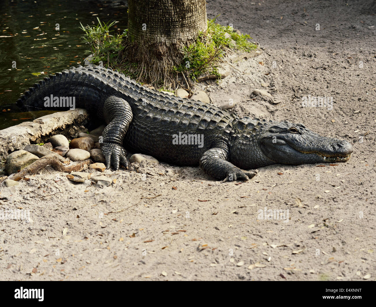 American alligator hi-res stock photography and images - Alamy