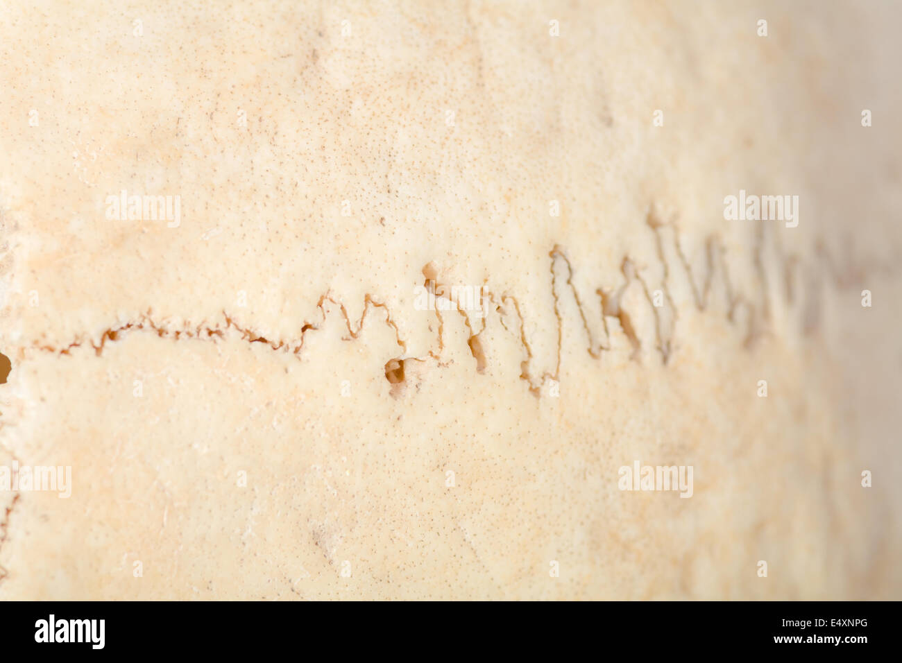 Macro front view dark hi-res stock photography and images - Alamy