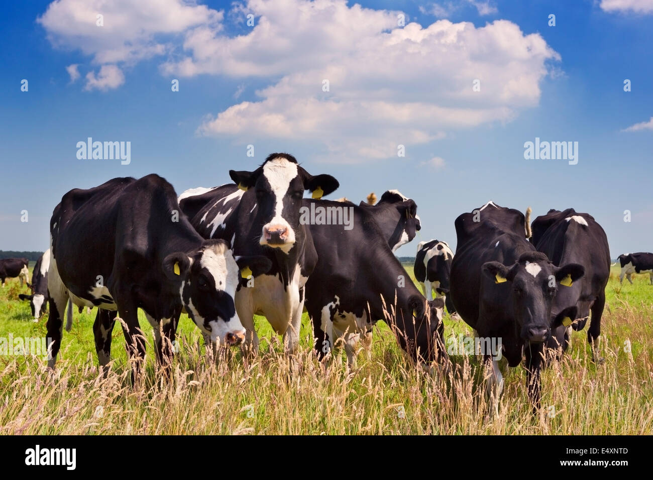 Cows in a field Stock Photo - Alamy