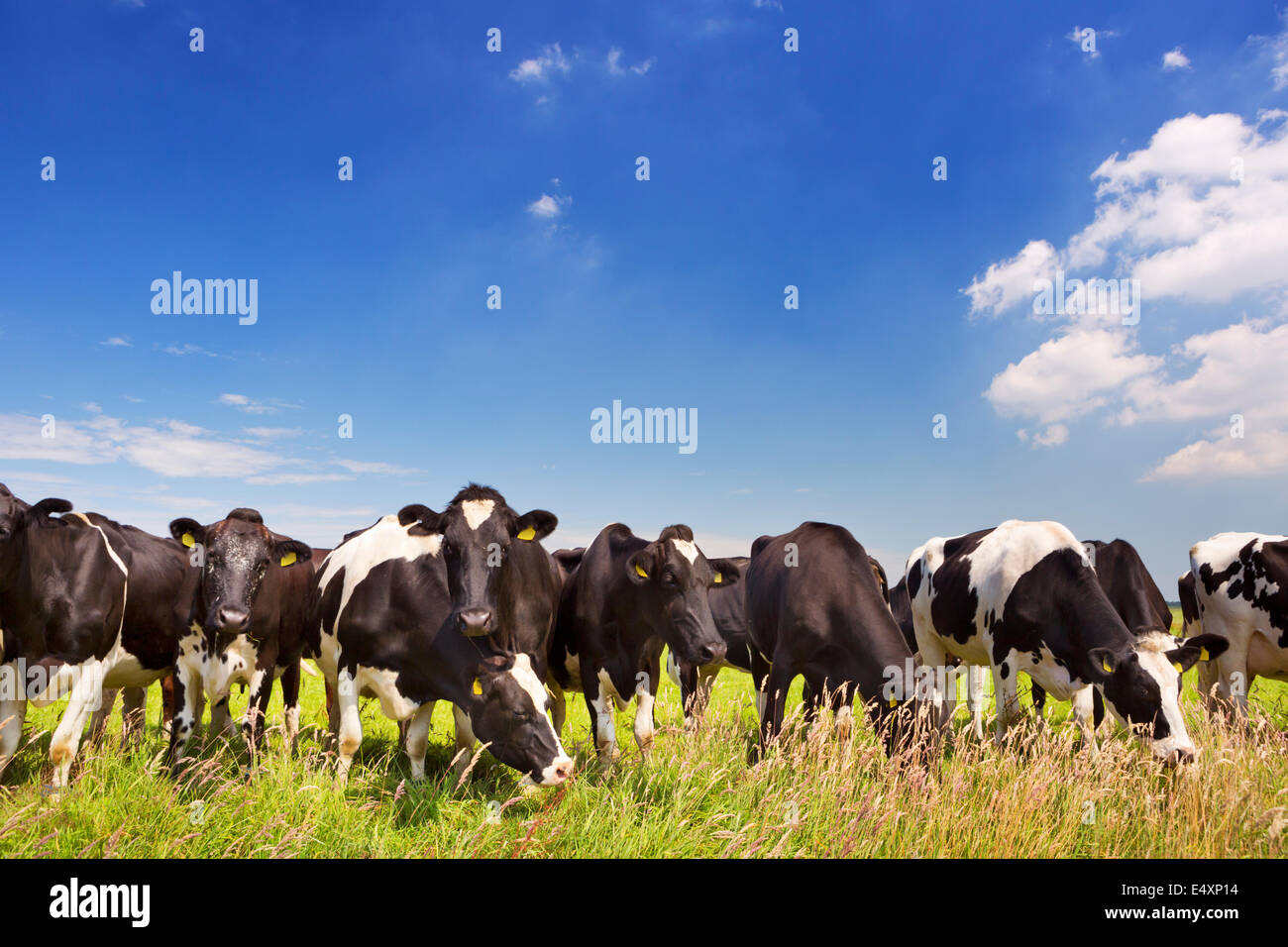 Cows in a field Stock Photo - Alamy