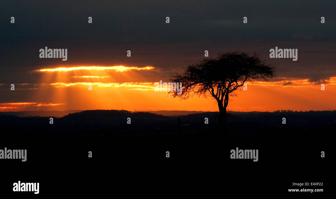 Lone Tree at Sunset, Nottinghamshire England UK Stock Photo - Alamy