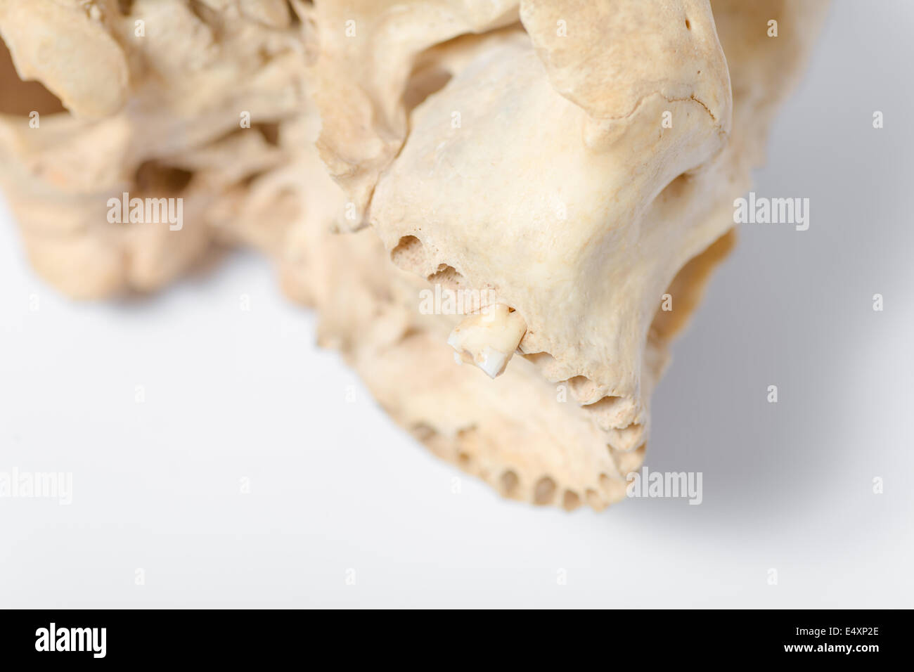 Human jaw skull hi-res stock photography and images - Alamy