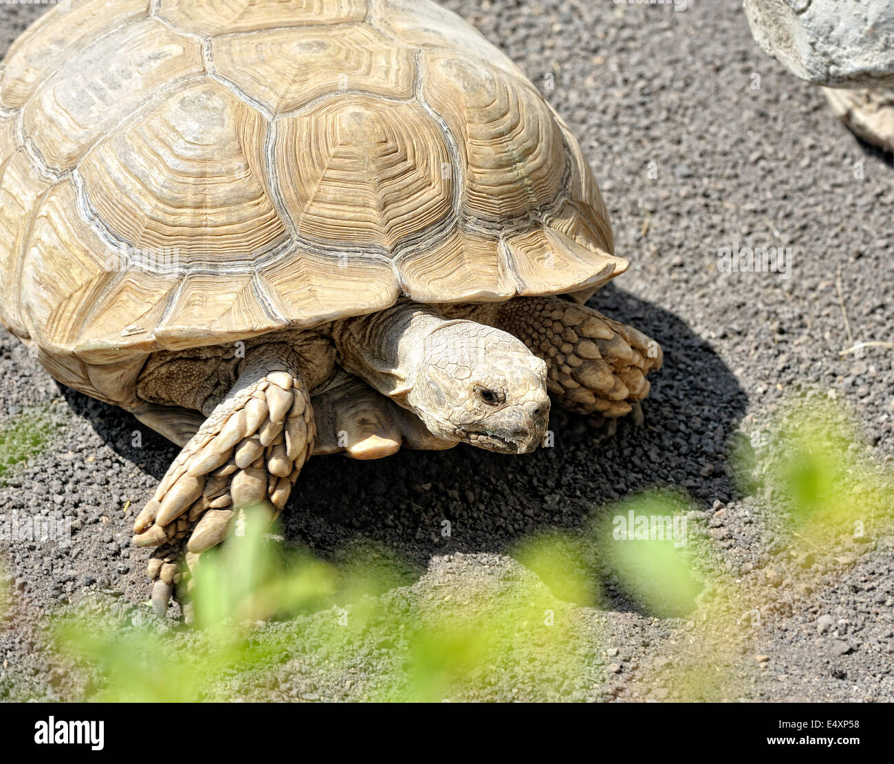 The creeping turtle on the nature Stock Photo - Alamy