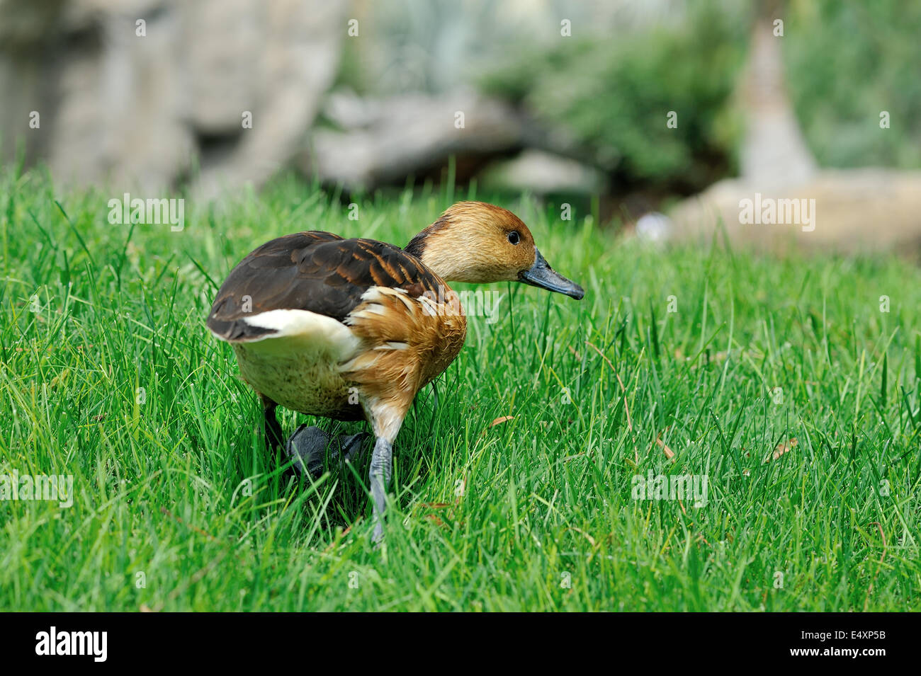 Duck walking hi-res stock photography and images - Alamy